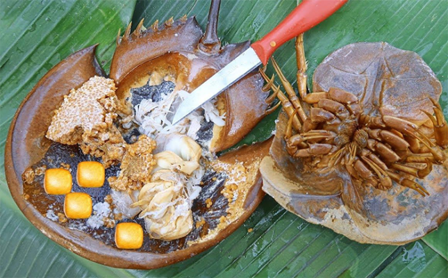 Sam biển - Đặc sản Hạ Long Quảng Ninh “ăn là ghiền” - Nhà hàng Hải sản ...